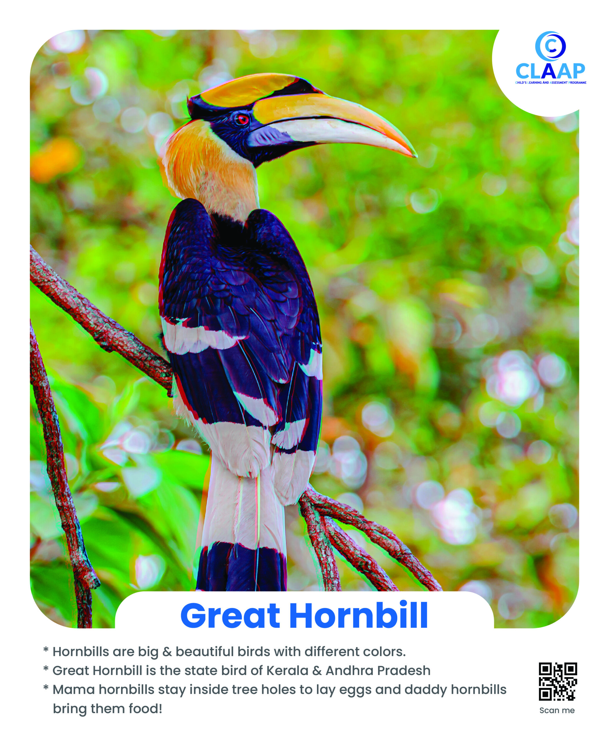 Claap 3D Animal Cards (Pack Of 8) | Claap